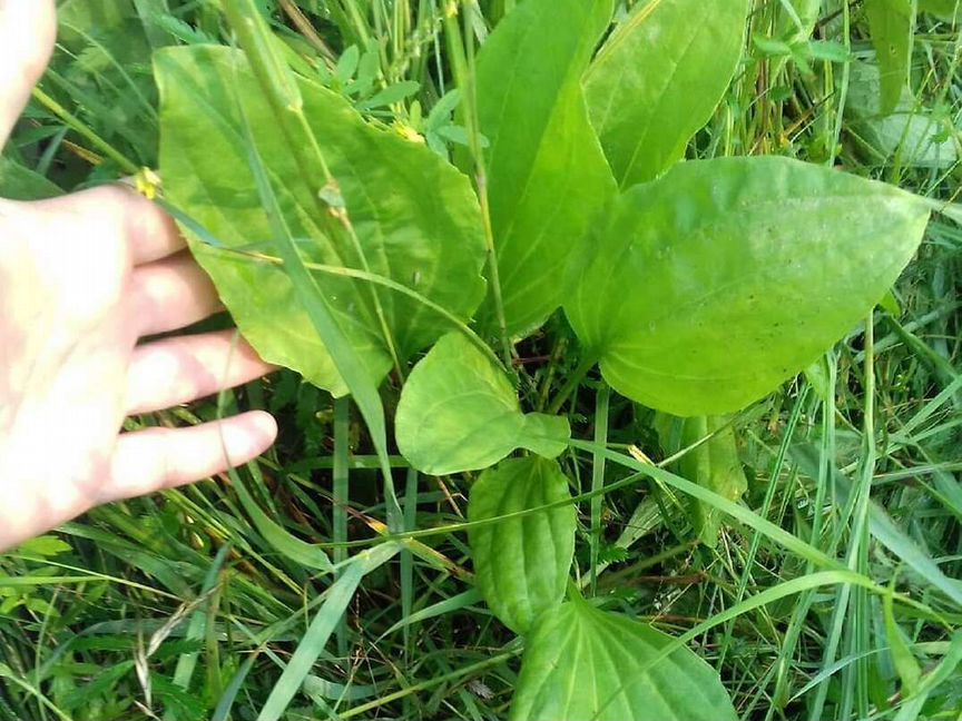 Листья подорожника и одуванчика