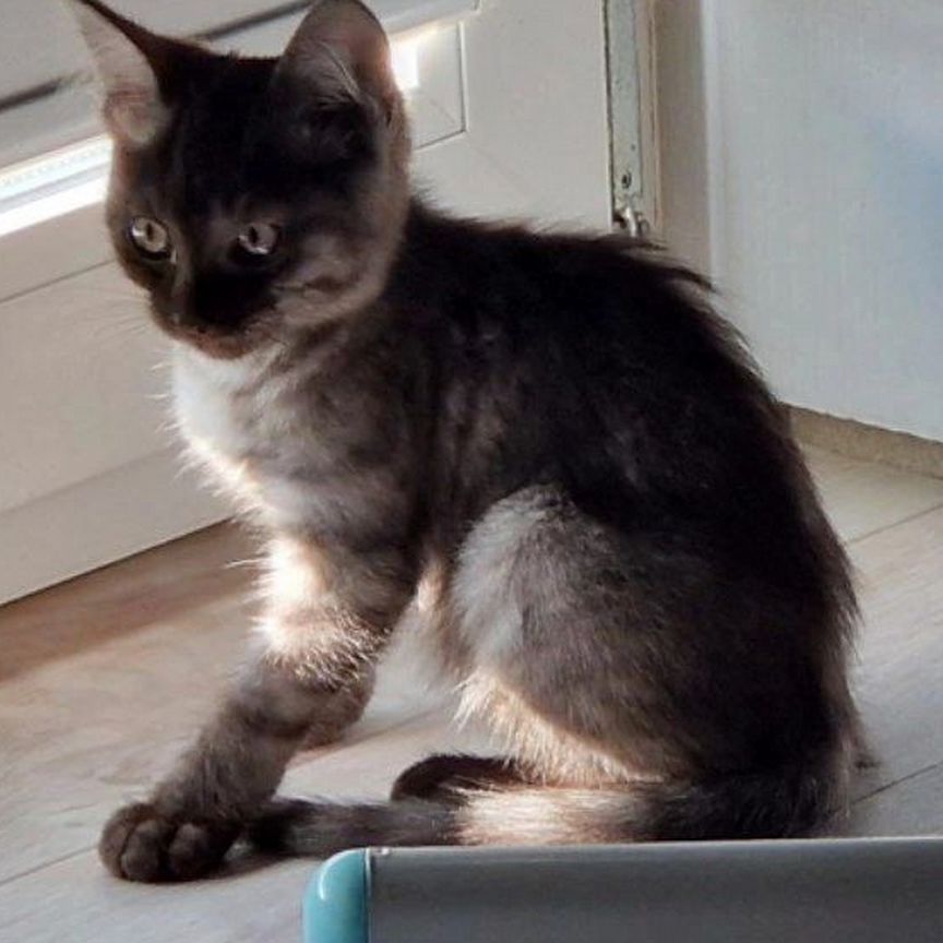 Котёнок