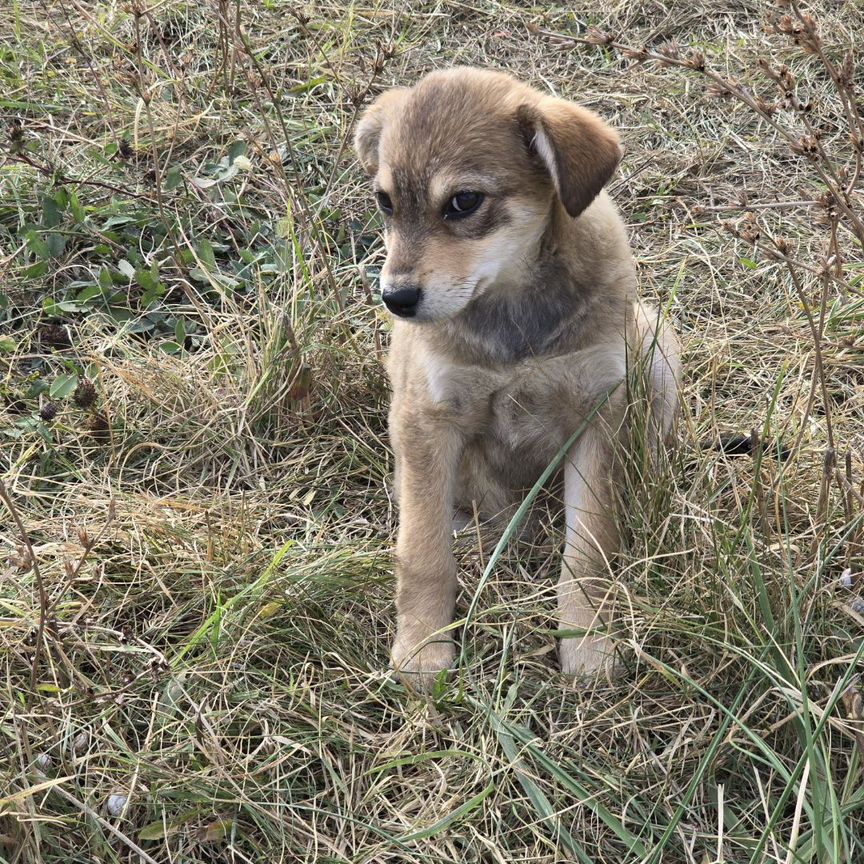 Щенок 3 месяца девочка Звонок во двор