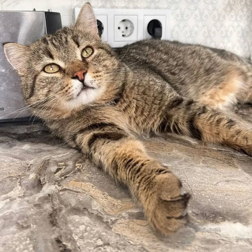 Взрослый кот в добрые руки