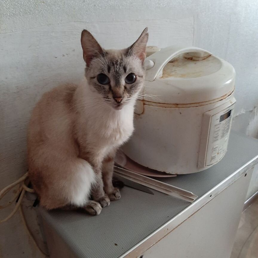 Отдам кошек-котов