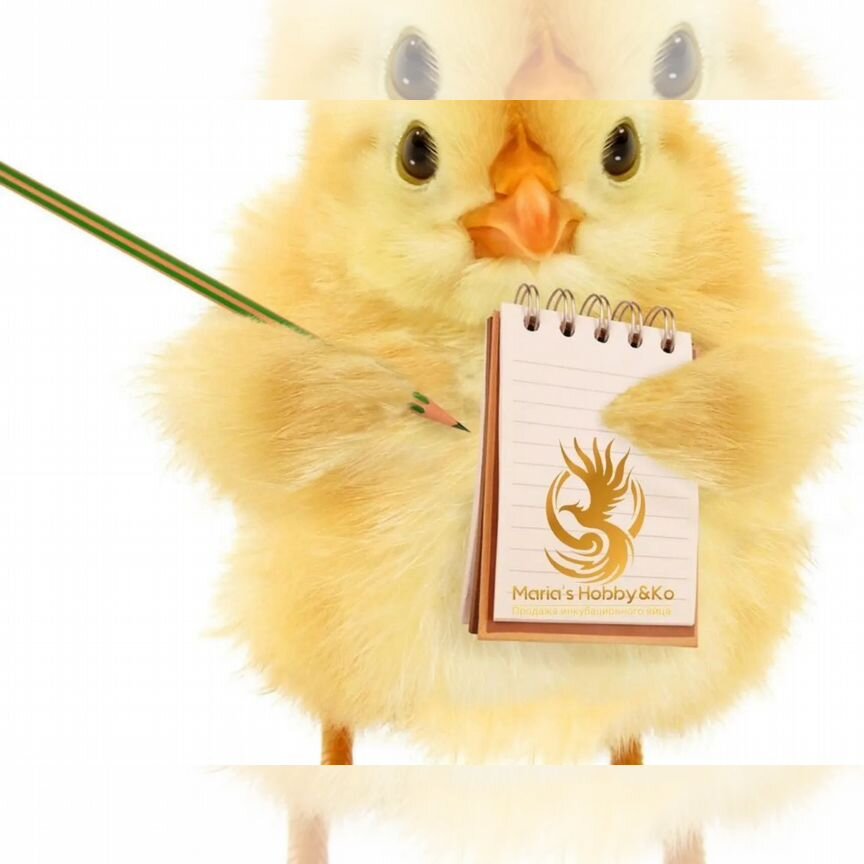 Цыплята бройлера, несушки, утки, индюка