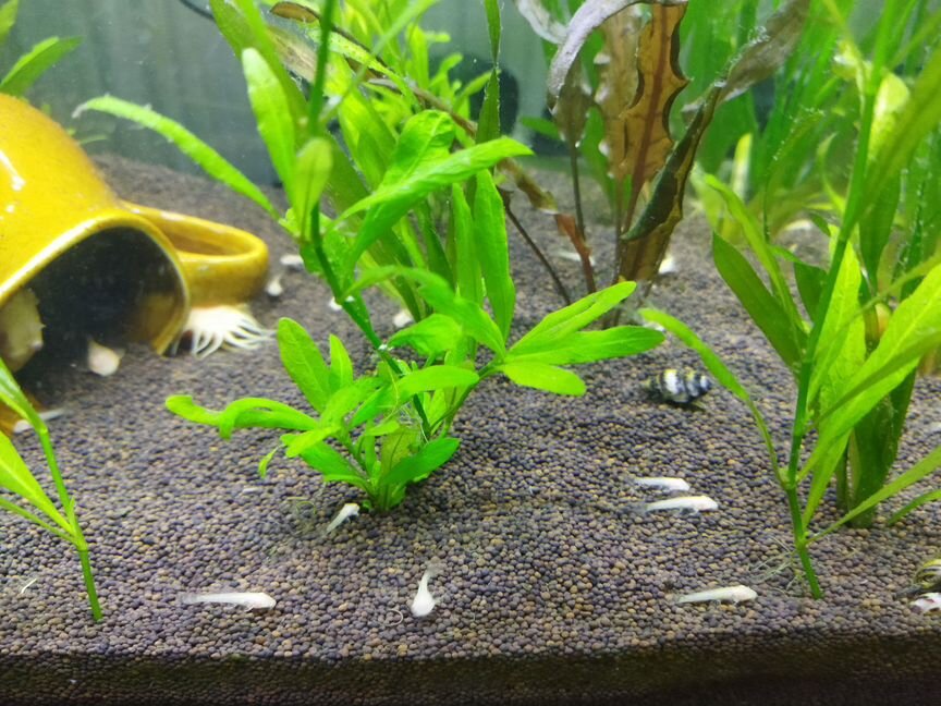 Аквариумные рыбки сомики