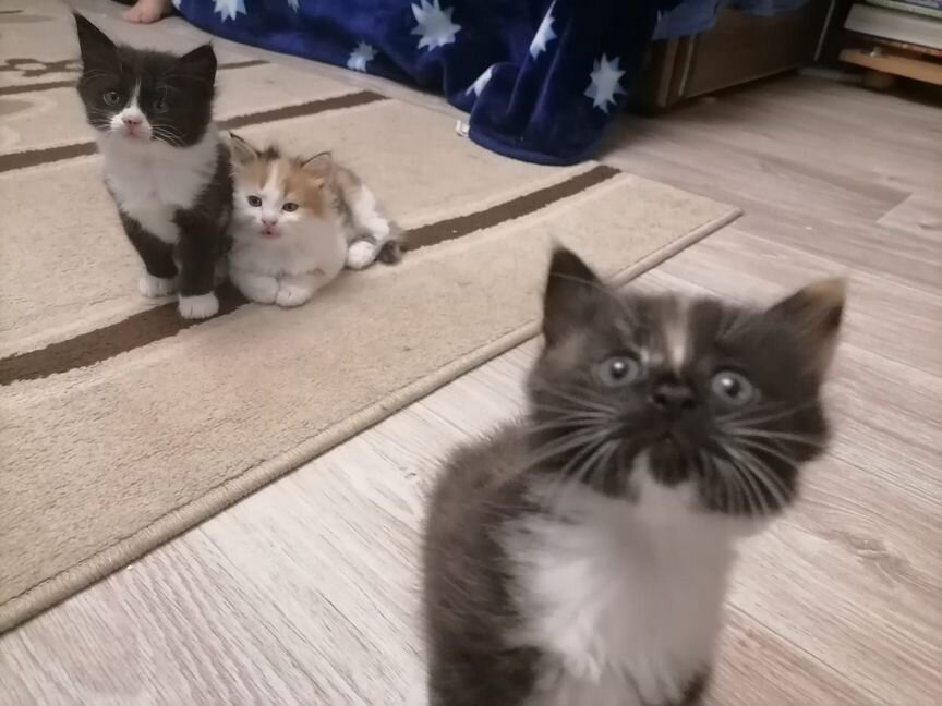 Полезные котята, для души и тела. Бесплатно