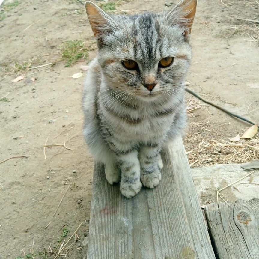 Котёнок,кошечка 5 месяцев