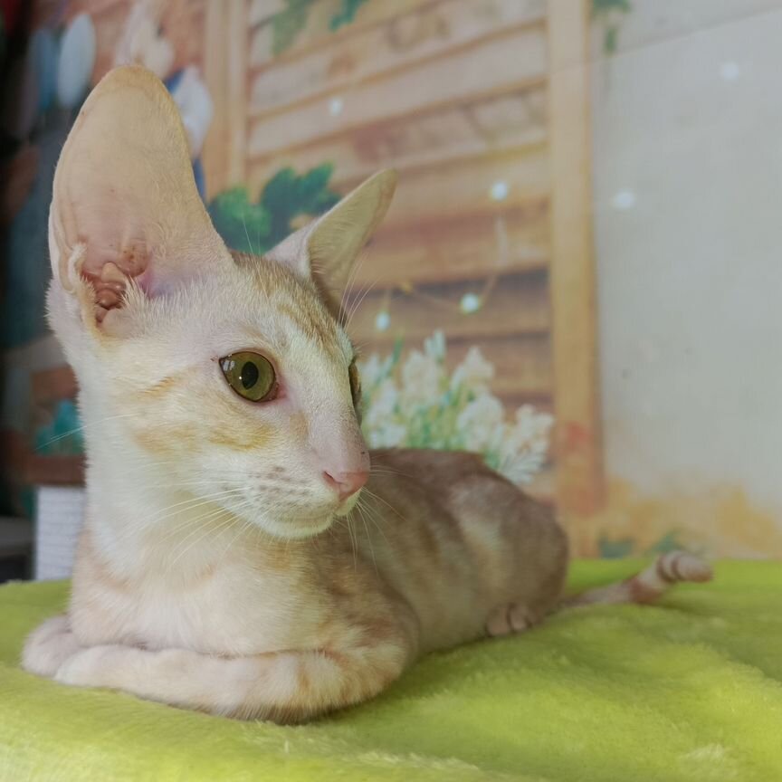 Красный пятнистый серебристый кот