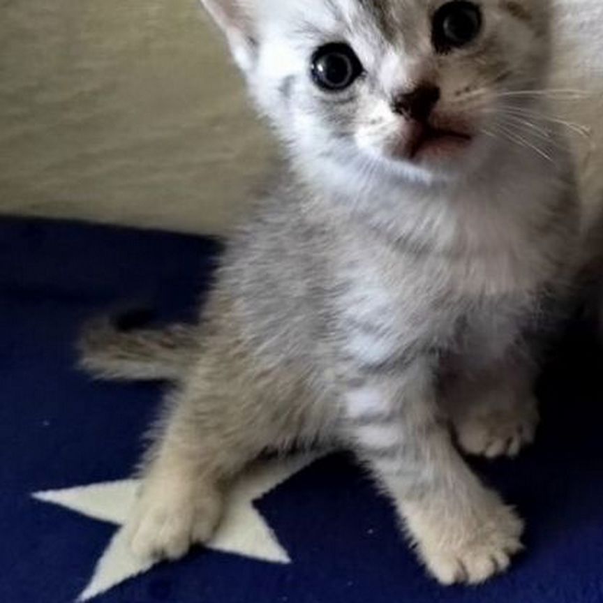 Британский котёнок