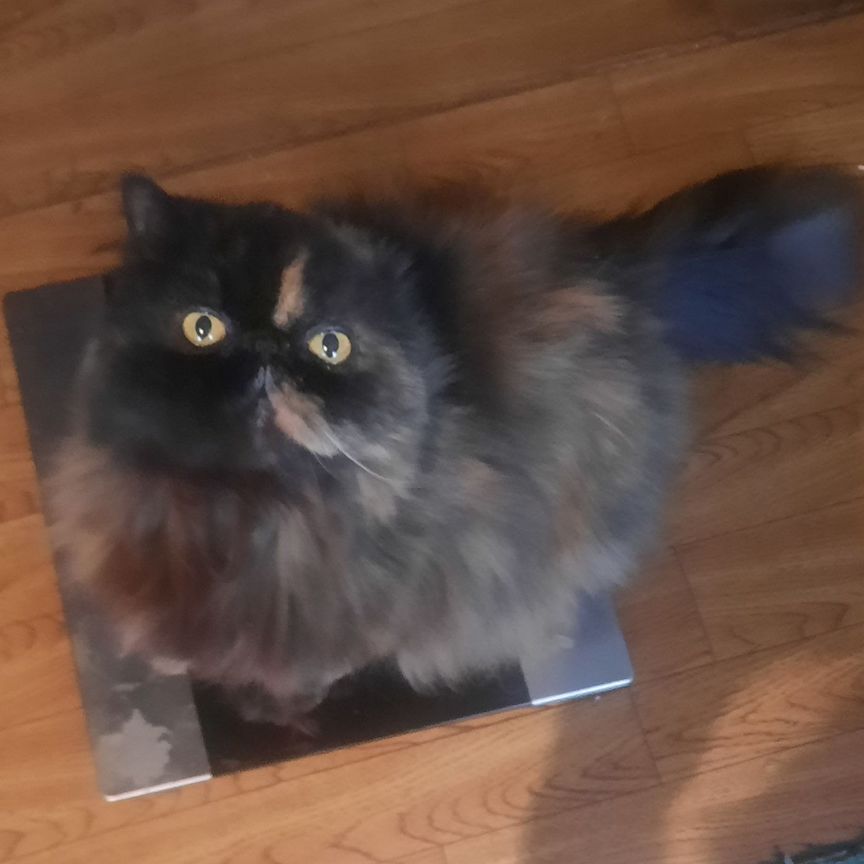 Кошка персидская