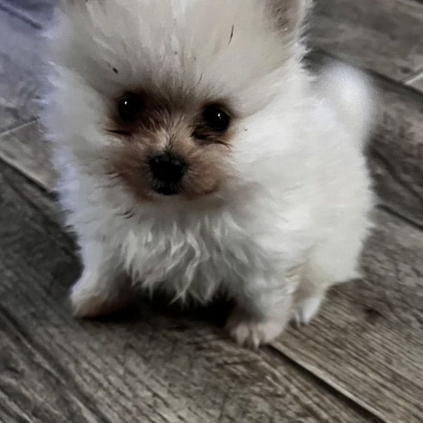 Щенки шпица мини мишка