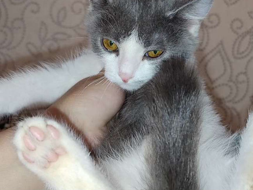 Котята