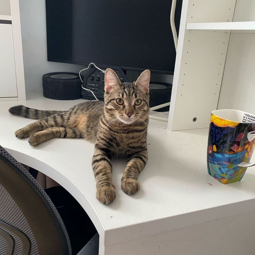 Котик Тимоша в добрые руки