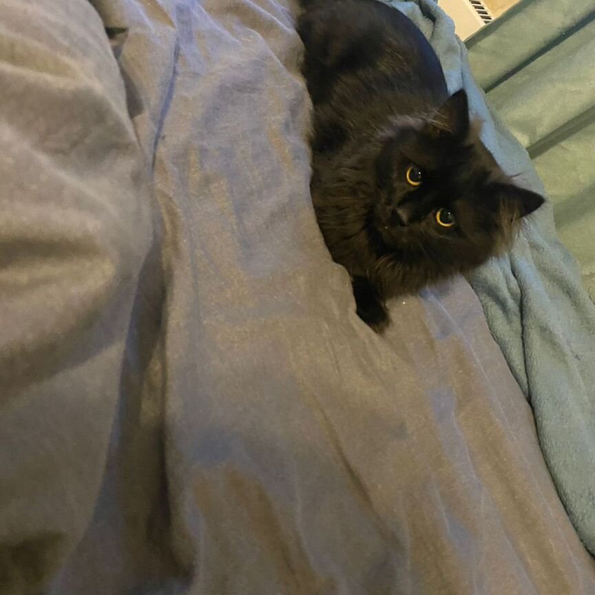 Кот