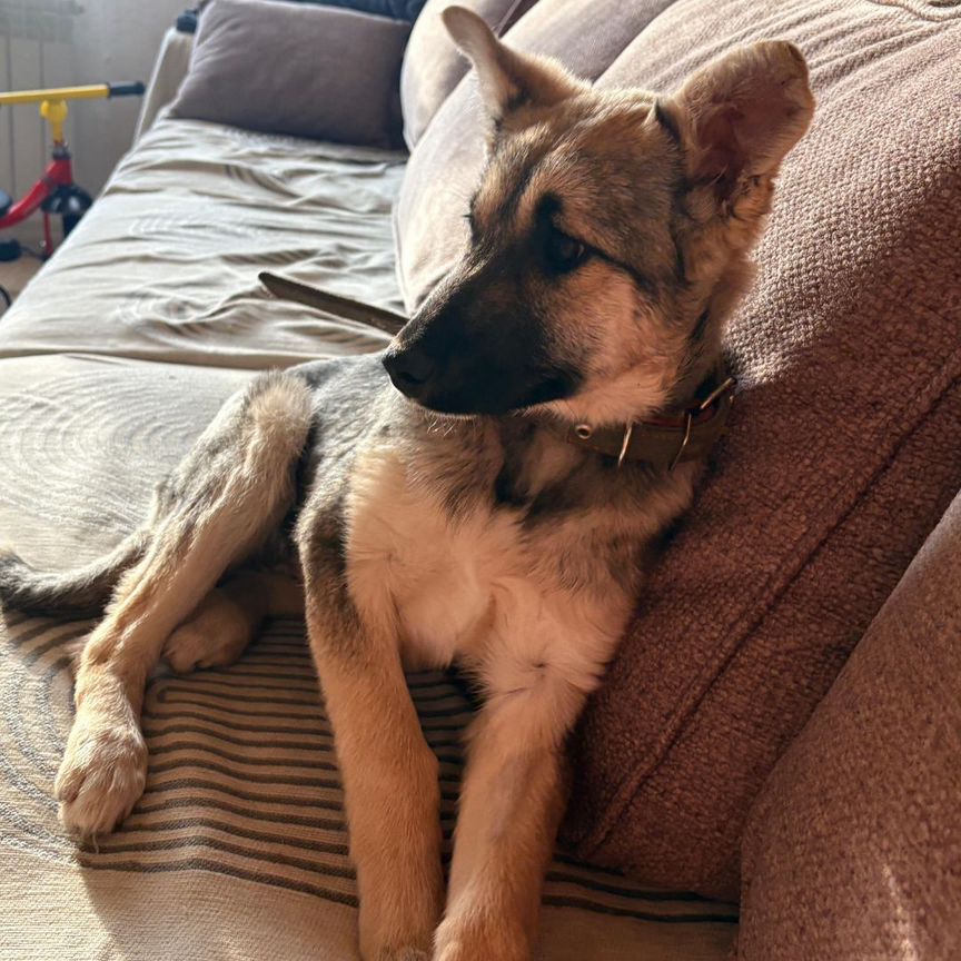 Отдам бесплатно, овчарку, помесь с лайкой