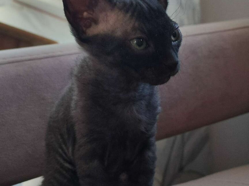 Канадский-Донской сфинкс