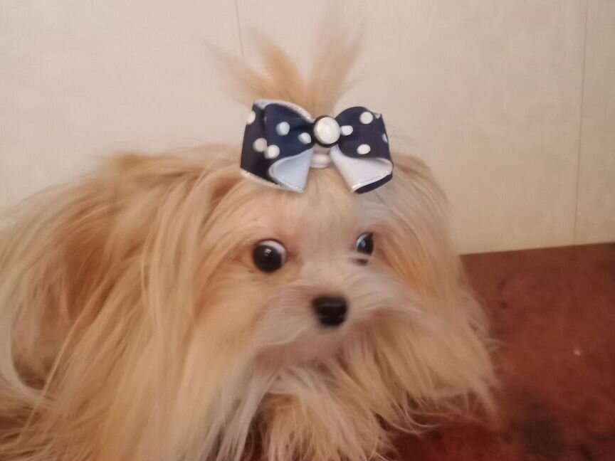 Йоркширский терьер щенки