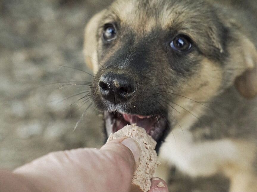 Щенки в добрые руки. Помогите им