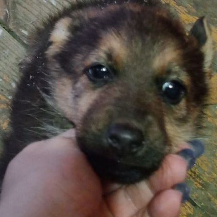 Немецкая овчарка, щенок