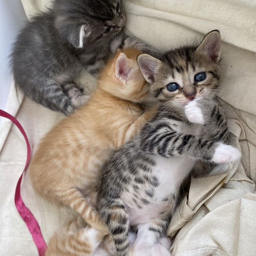 Котята в добрые руки