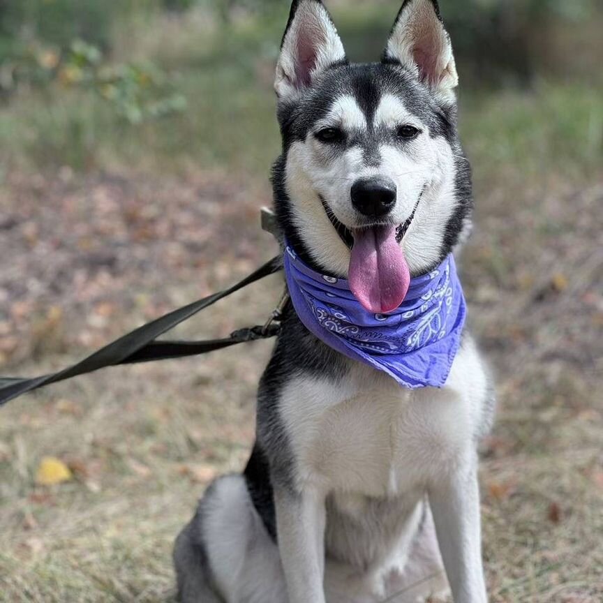 Красавица Джина ищет дом