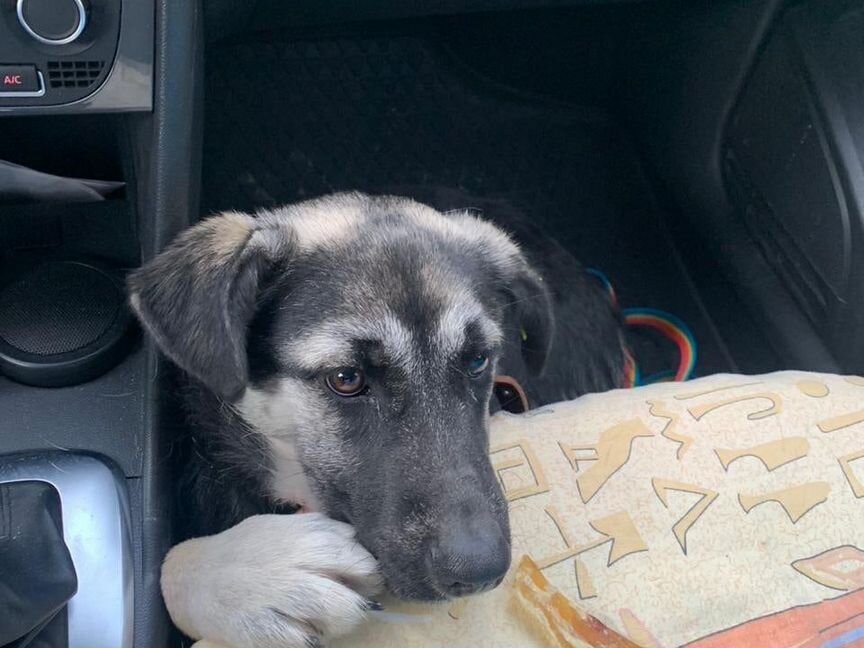 Щенок-подросток Белла