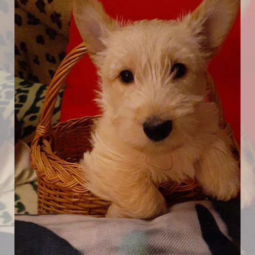 Шотландский терьер, щенок