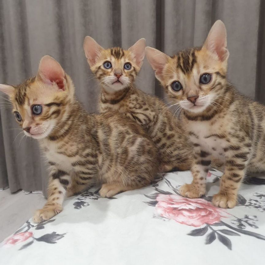 Бенгальские котята