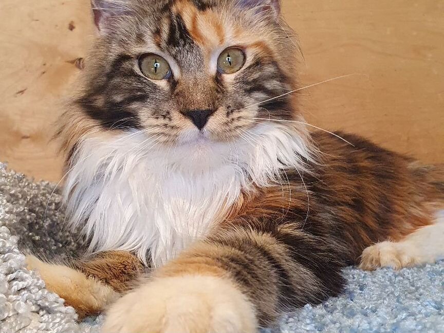 Невероятная девочка мейн кун