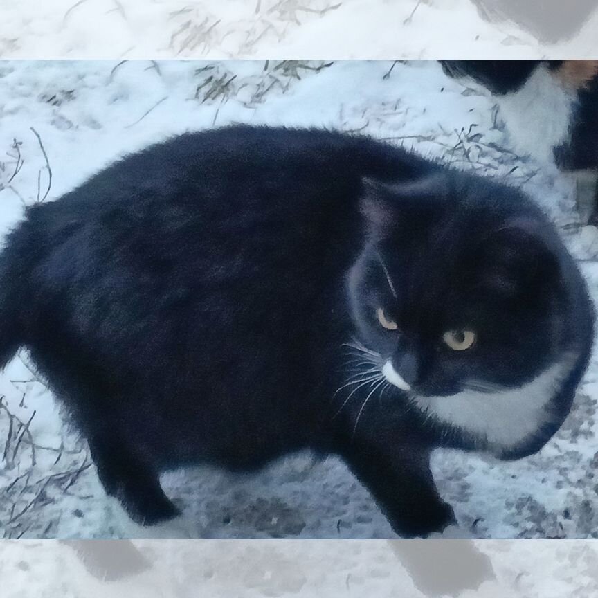 Ориентальный котёнок