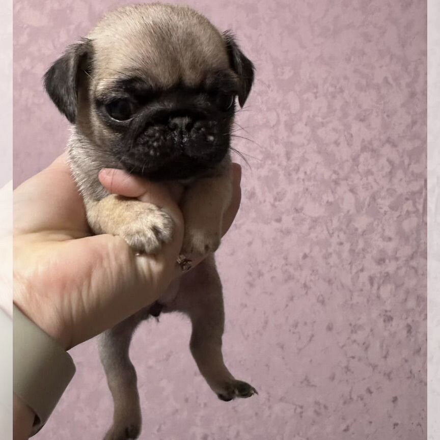 Мопс, щенок