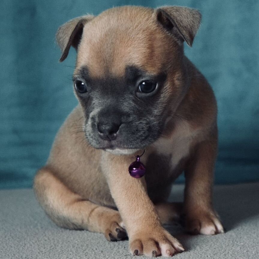 Американский булли, щенок