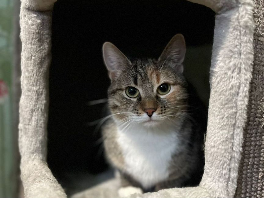 Кошка которая принесет вам счастье. Приют