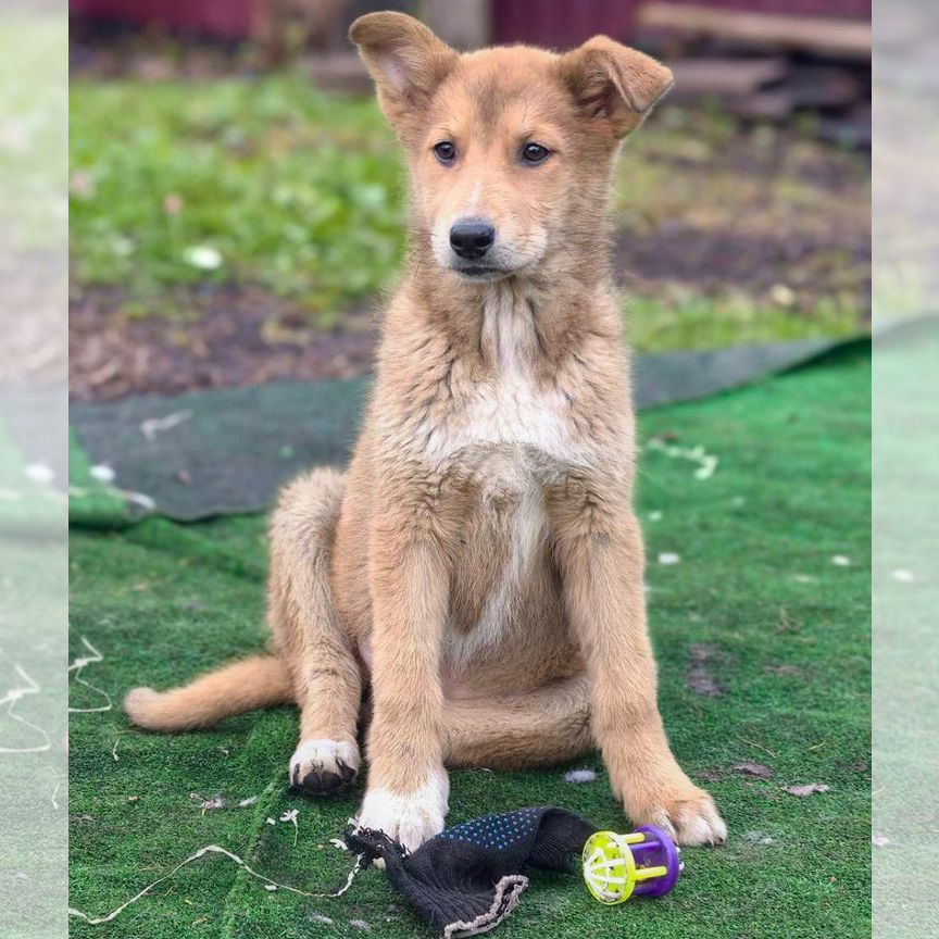 Щенок в добрые руки