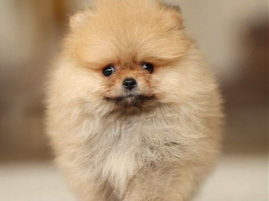 Померанская девочка РКФ мини