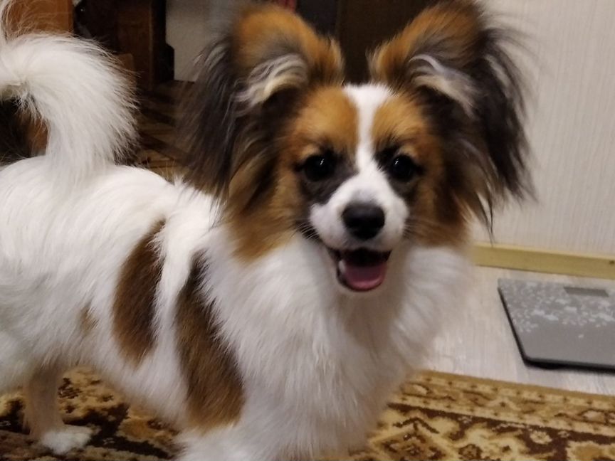 Папийон. Кобель