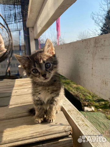 Котята малыши ласковые