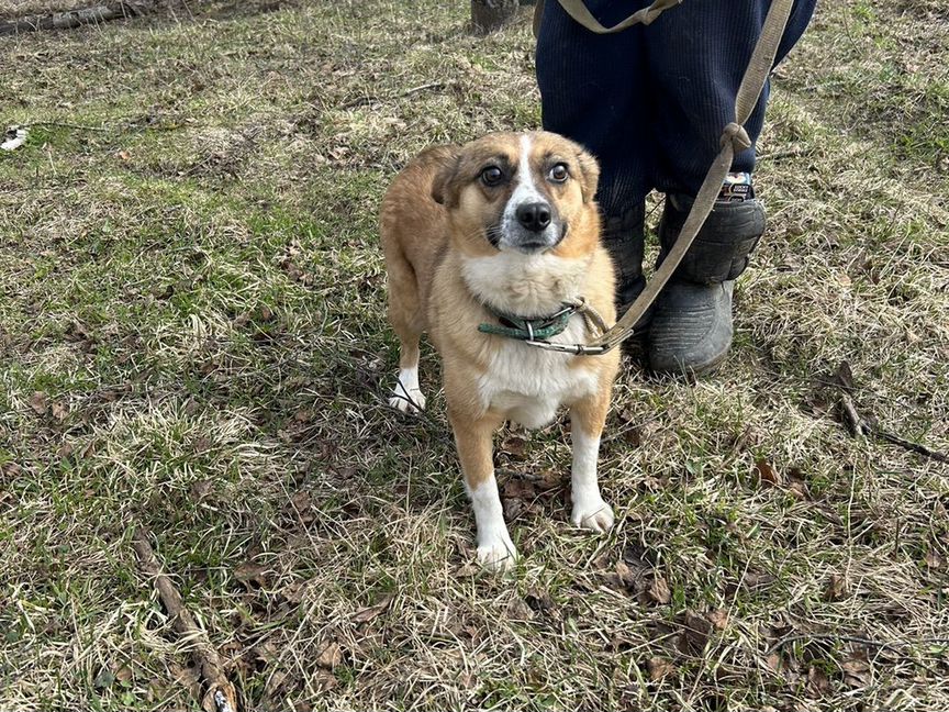 Собака в добрые руки