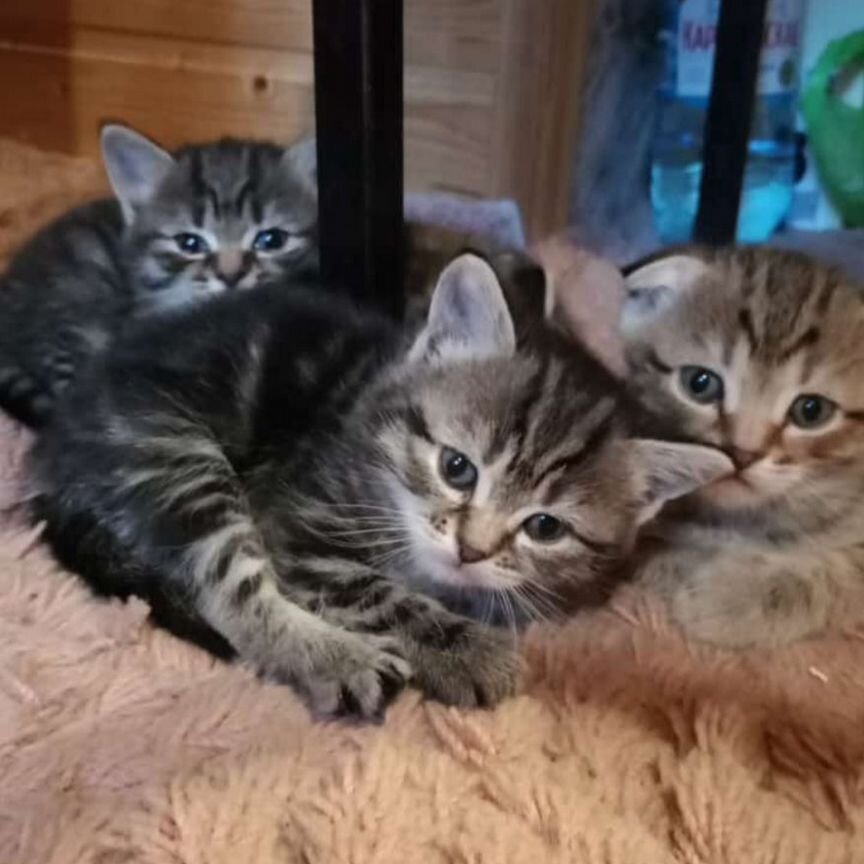 Отдам кота в добрые руки