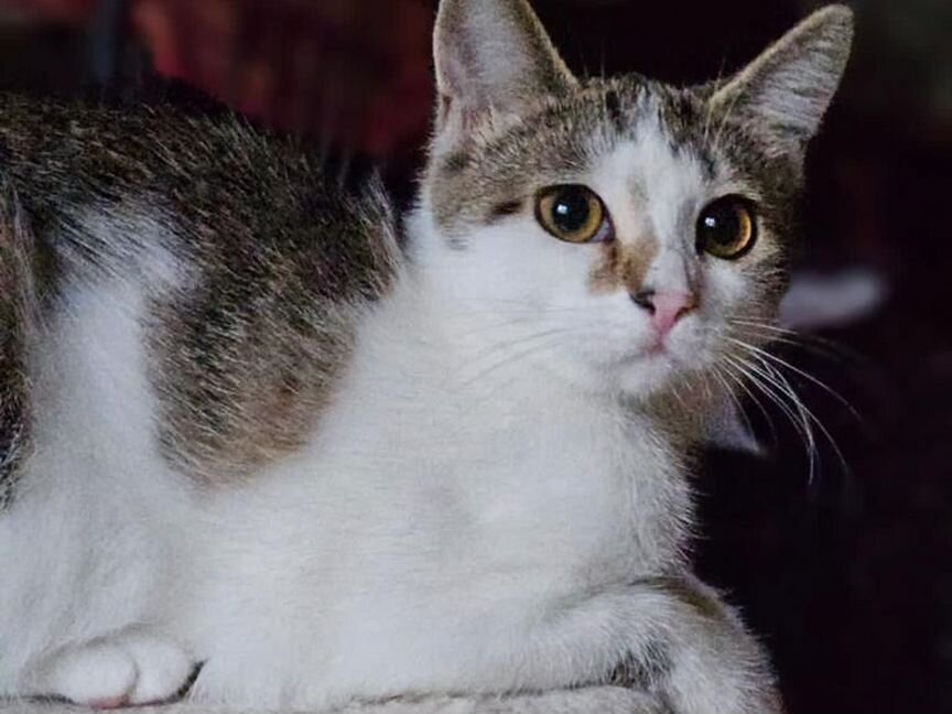 Кошечка Аврора