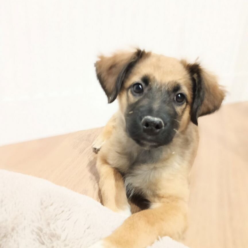 Щенок 3мес, мальчик, привит