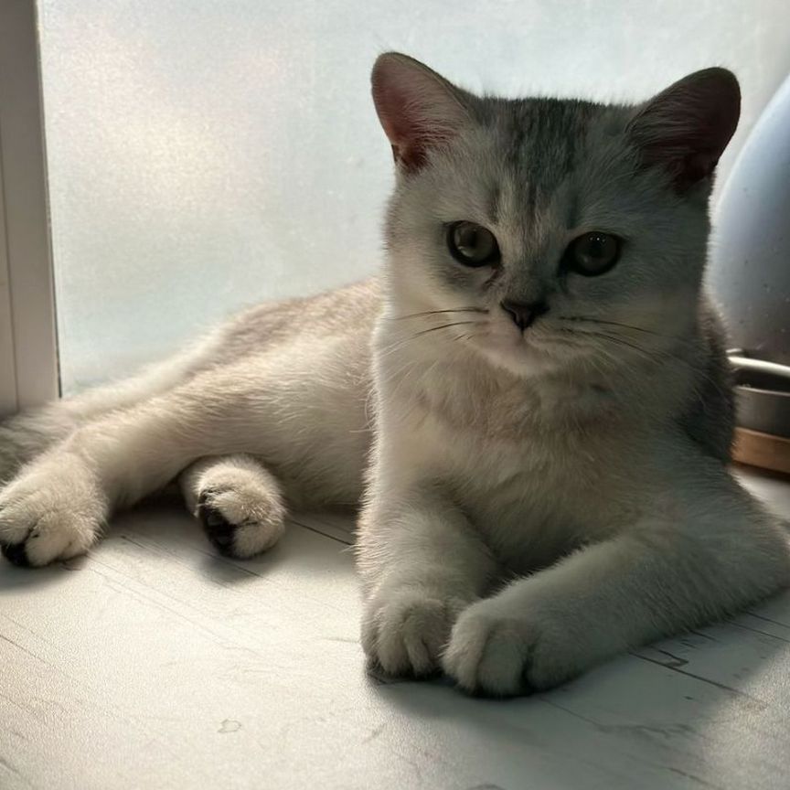 Кошечка серебристая шиншилла