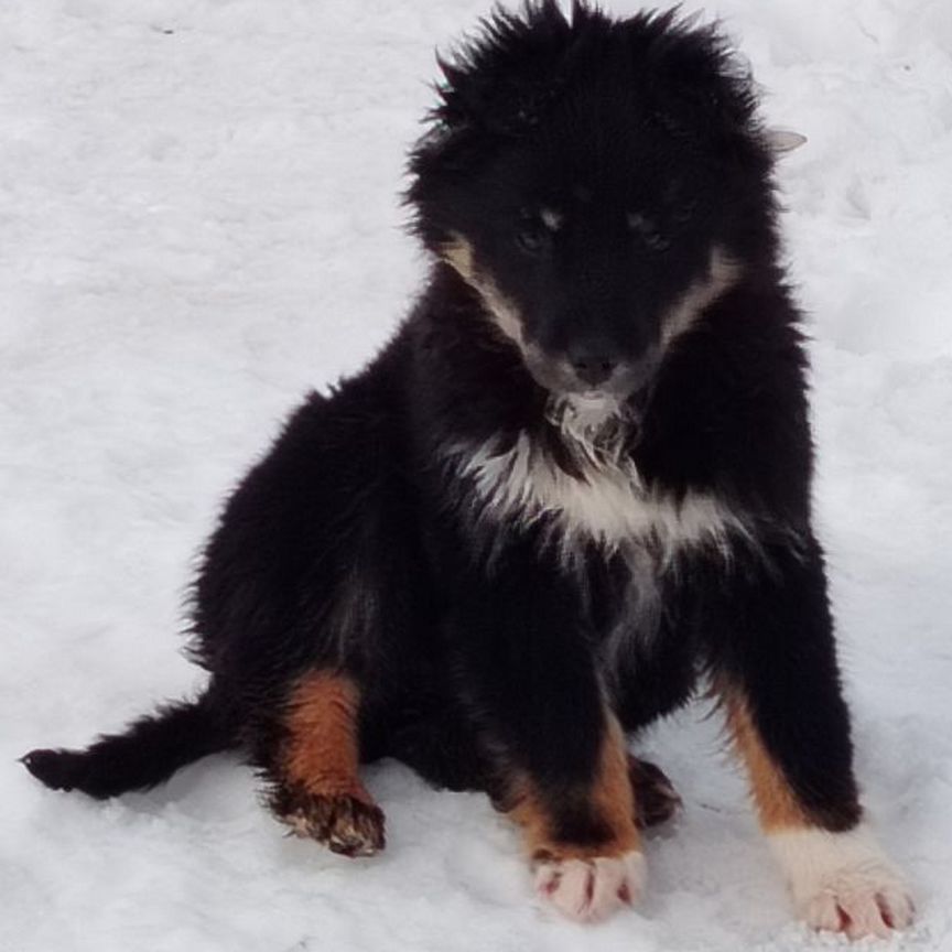 Щенок в добрые руки