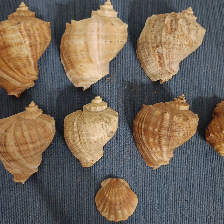 Ракушки морские