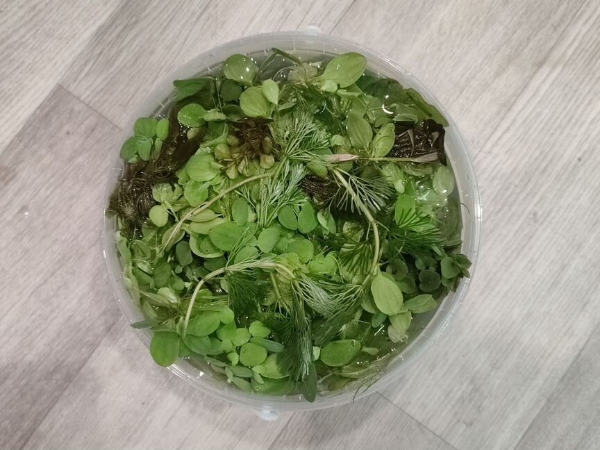 Аквариумные растения