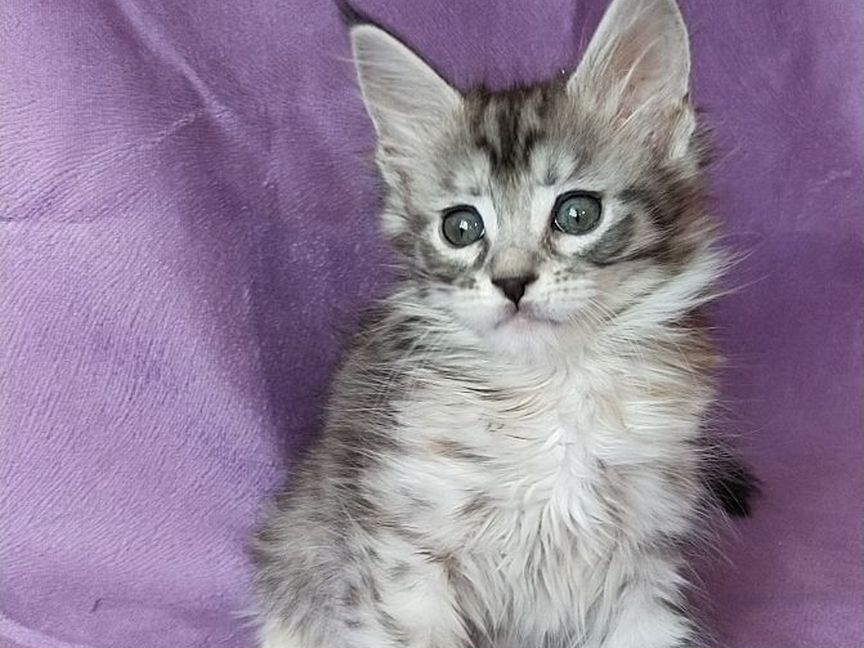 Котята Мейн-Кун Полидакт Девочки Питомник