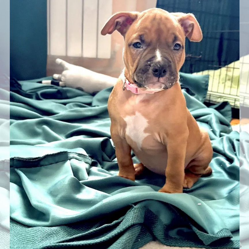 Американский булли, щенок