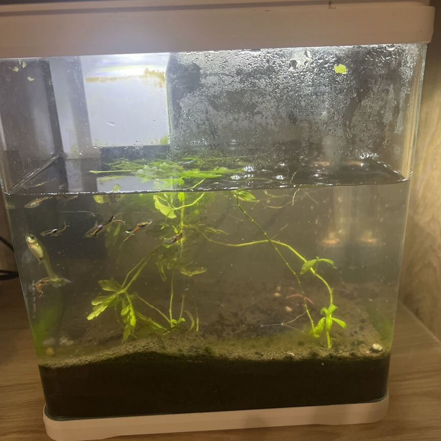 Аквариум с рыбками