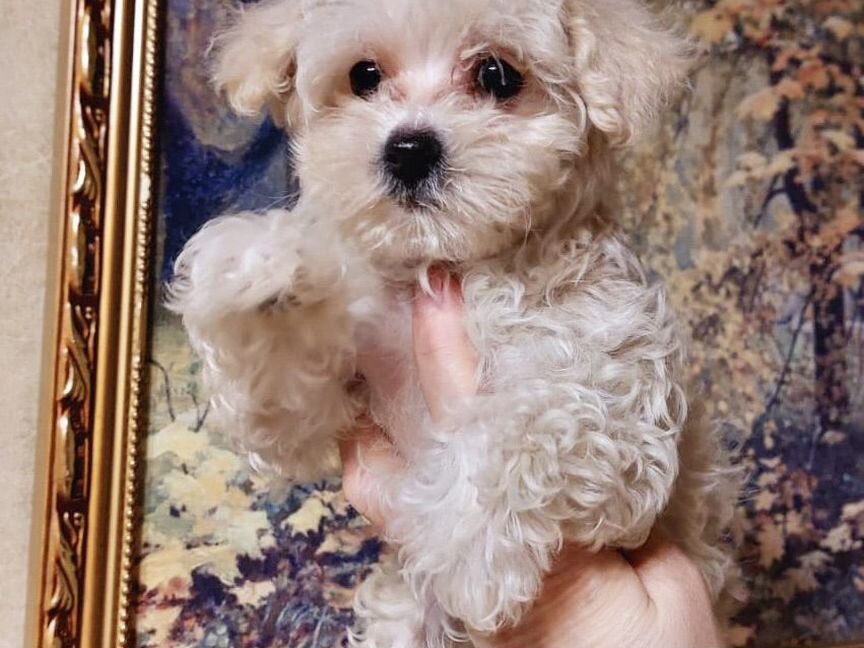 Мальтипу f1 девочка