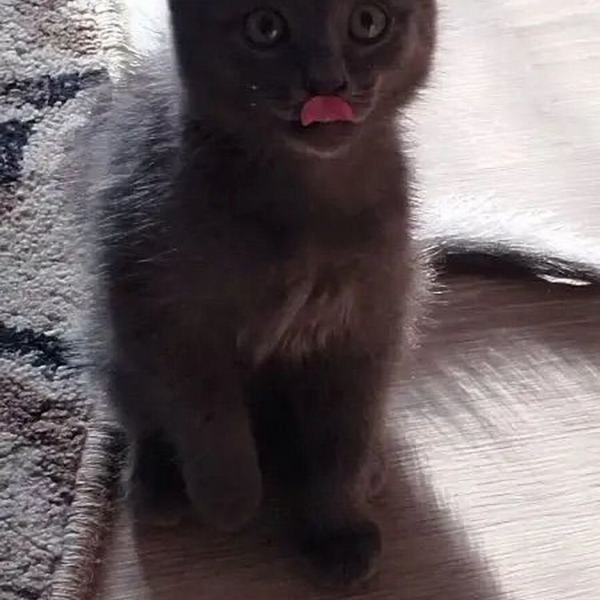 Британский длинношёрстный котёнок