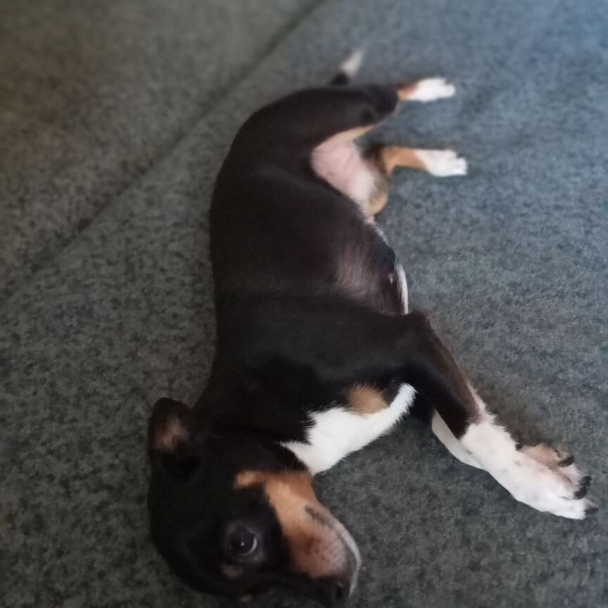 Отдам в хорошие руки