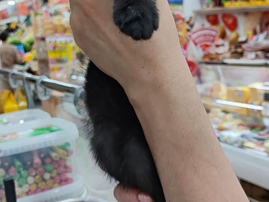 Котята в добрые руки бесплатно